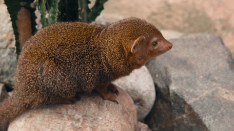 Farmer Holding Biological Product Potatoes Hands Stock Footage Video ...