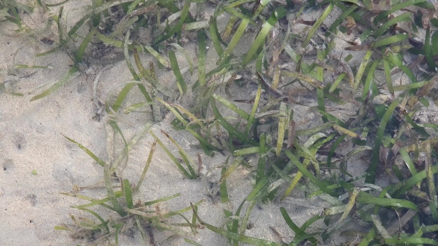 sea grass submerged shallow water moving Stock Footage Video (100% ...