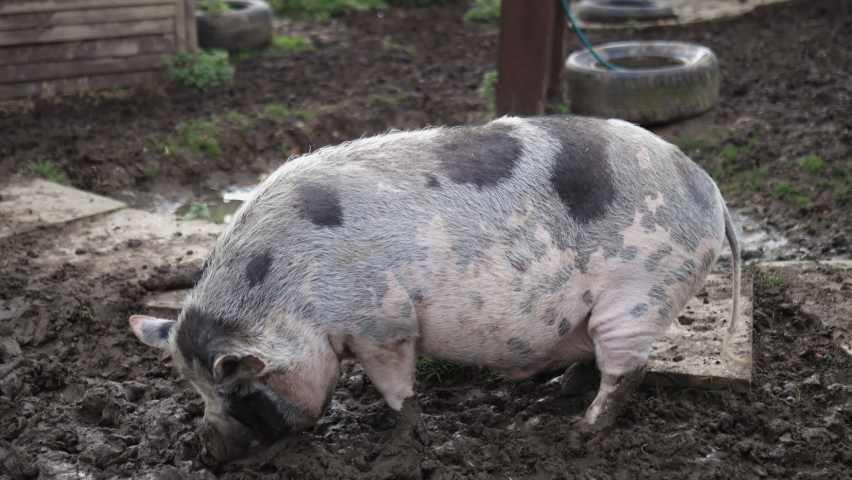big pig gray black spots walking Stock Footage Video (100% Royalty-free ...