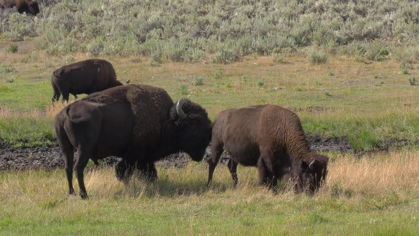 male bison during rut checking female Stock Footage Video (100% Royalty ...