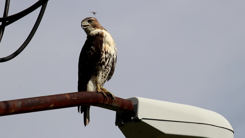 Red Tailed Hawk Stock Video Footage - 4K and HD Video Clips | Shutterstock