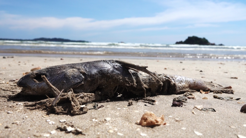 3 Gaff topsail catfish Stock Video Footage - 4K and HD Video Clips ...