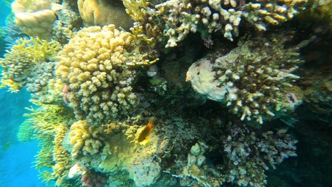 tuna mackerel hunting sardines fish shoal Stock Footage Video (100% ...