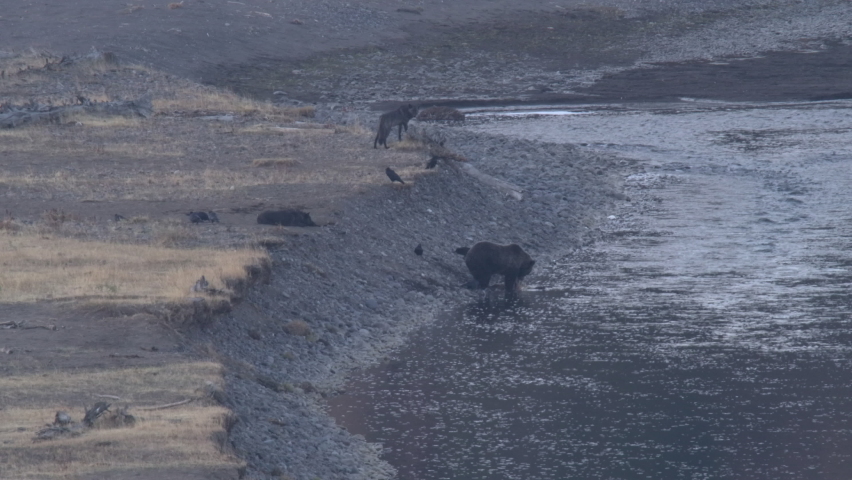 gray wolf pack wolves wolfpack feeding Stock Footage Video (100% ...