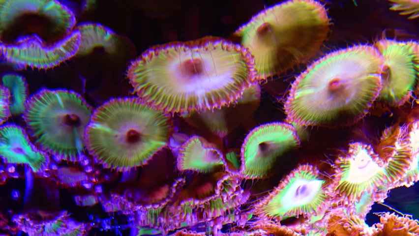 colorful button corals swaying under sea Stock Footage Video (100% ...