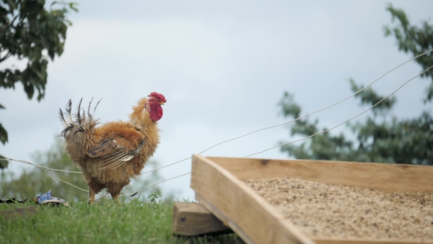 Scared Chicken Stock Video Footage - 4K and HD Video Clips | Shutterstock