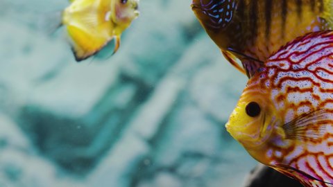 View Gorgeous Checkerboard Red Map Discus Stock Footage Video (100% ...