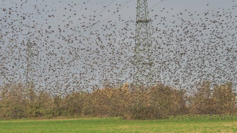 swarm locusts flying across fields threatening Stock Footage Video (100 ...