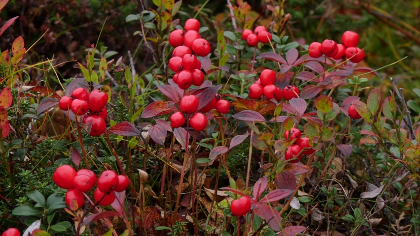 Arctic Berries Stock Video Footage - 4K and HD Video Clips | Shutterstock