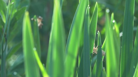 Empty Dragonfly Nymph Husk Left After Stock Footage Video (100% Royalty ...