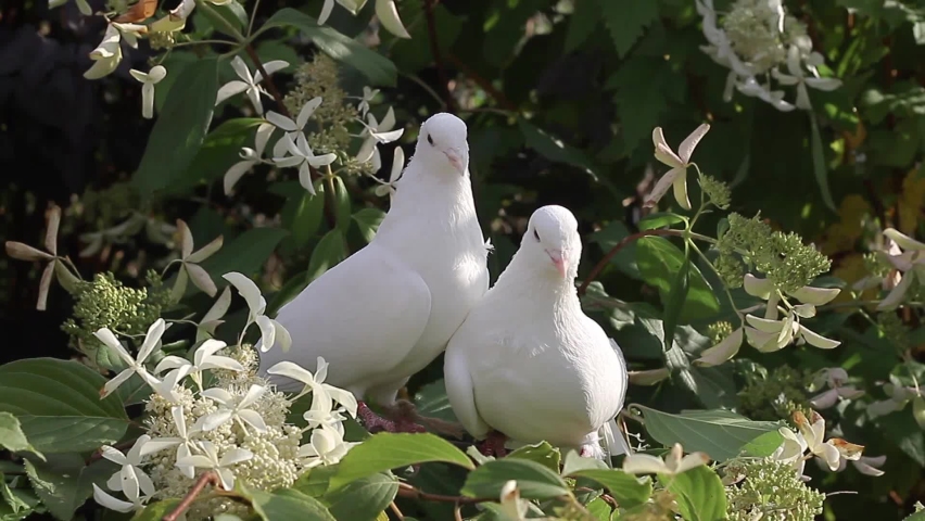 Two White Pigeons Love