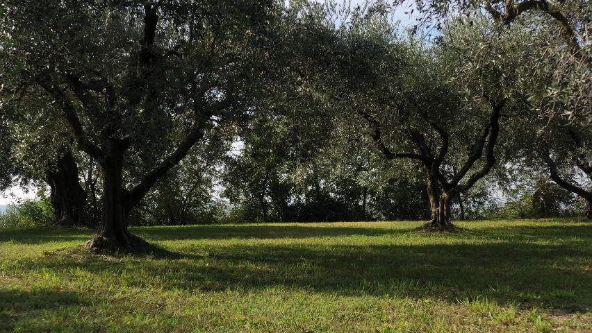 Olive Tree Background Stock Video Footage - 4K and HD Video Clips ...