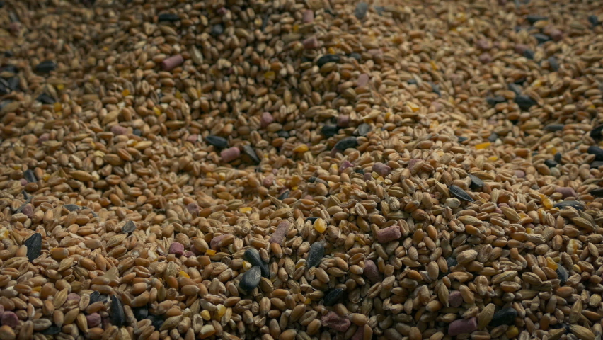 bird seed pile moving shot Stock Footage Video (100% Royalty-free ...