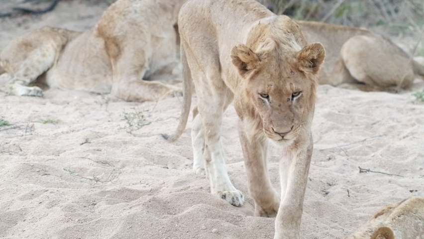 young male lion walking slow motion Stock Footage Video (100% Royalty ...