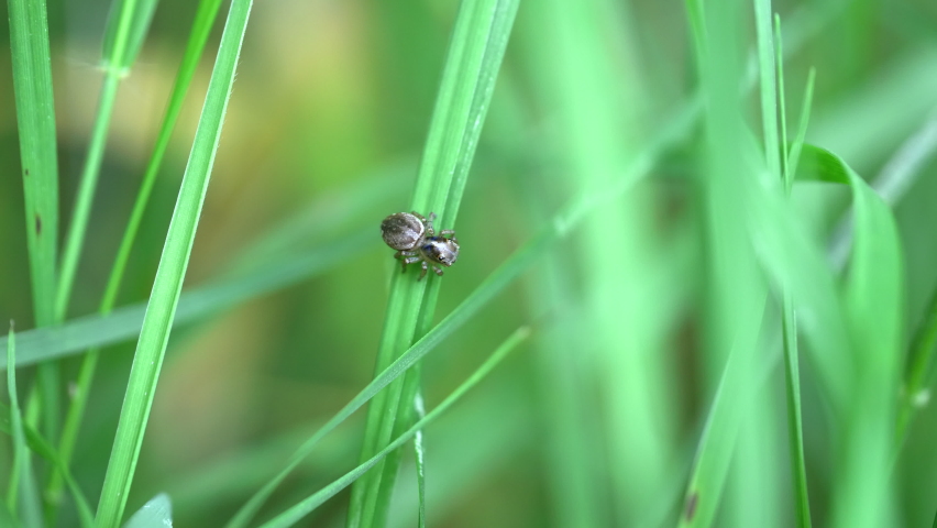 Small Spider on a blade of grass image - Free stock photo - Public ...