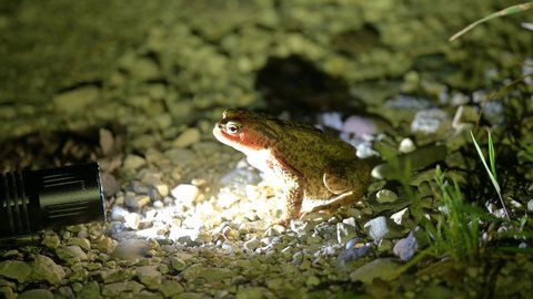 Toad Frog Spotlight Torch Stock Footage Video (100% Royalty-free ...