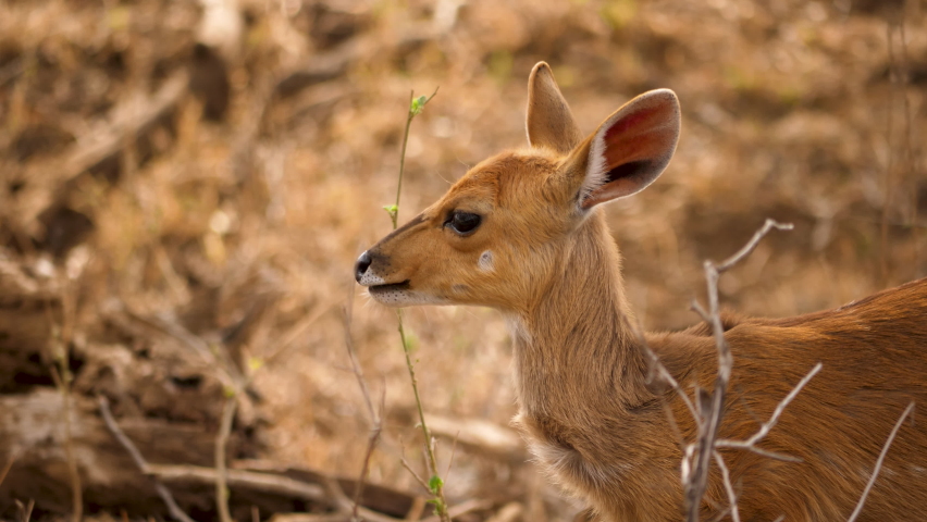 young bush buck eating close shot Stock Footage Video (100% Royalty ...