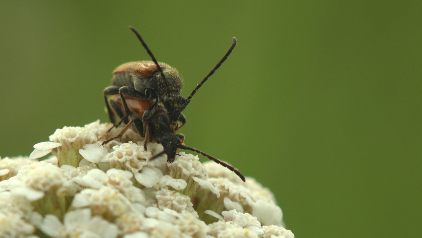 Courtship Rituals of Insects and Stock Footage Video (100% Royalty-free ...