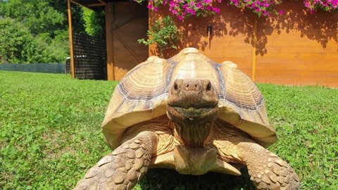 Sulcata Turtle Moving Fast Trying Reach Stock Footage Video (100% ...