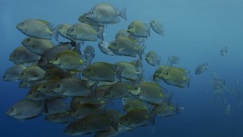 School Lined Rabbitfish Siganus Lineatus Blue Stock Footage Video (100% ...