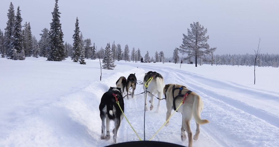 Dogs Northern Lights Stock Video Footage - 4K and HD Video Clips ...