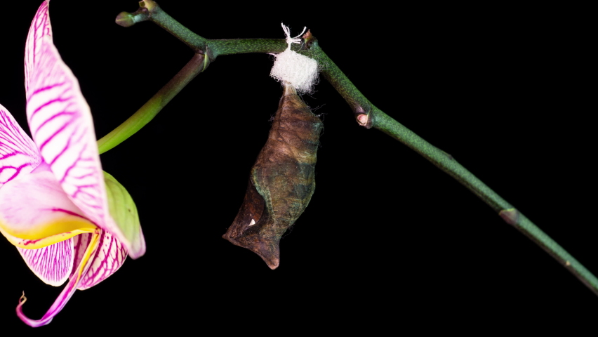 Newborn butterfly Stock Video Footage - 4K and HD Video Clips ...