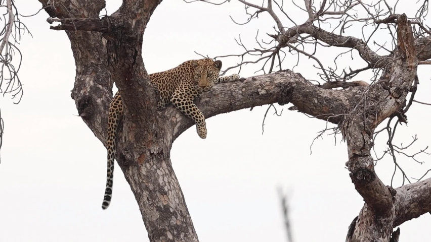 Marula Tree Stock Video Footage - 4K and HD Video Clips | Shutterstock