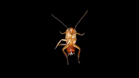Cockroach Shelfordella Lateralis Turkestan Cockroach Family Stock ...