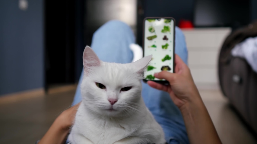 Cat delivery Stock Video Footage - 4K and HD Video Clips | Shutterstock