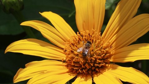 close sunflower moving wind Stock Footage Video (100% Royalty-free ...