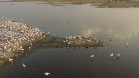 Flying Drone Over Burning Flamingos Standing Stock Footage Video (100% ...