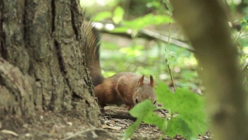 cute squirrel chooses nut sniffing nuts Stock Footage Video (100% ...