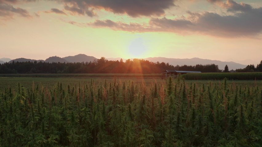 Cannabis Field Sunset Stock Video Footage - 4K and HD Video Clips ...
