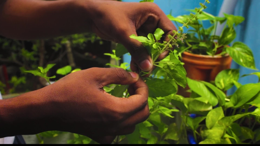 Tulsi Leaf Stock Video Footage - 4K and HD Video Clips | Shutterstock
