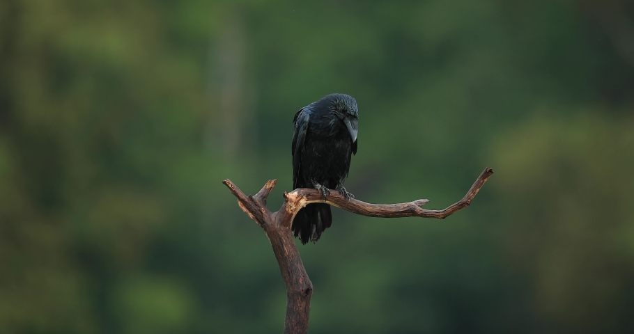 Raven Logo Design Stock Video Footage - 4K and HD Video Clips ...