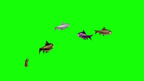 3d Animation Different Fish Species Swimming Stock Footage Video (100% ...
