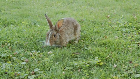 Closeup Rabbit Eating Grass Chewing Cute Stock Footage Video (100% ...