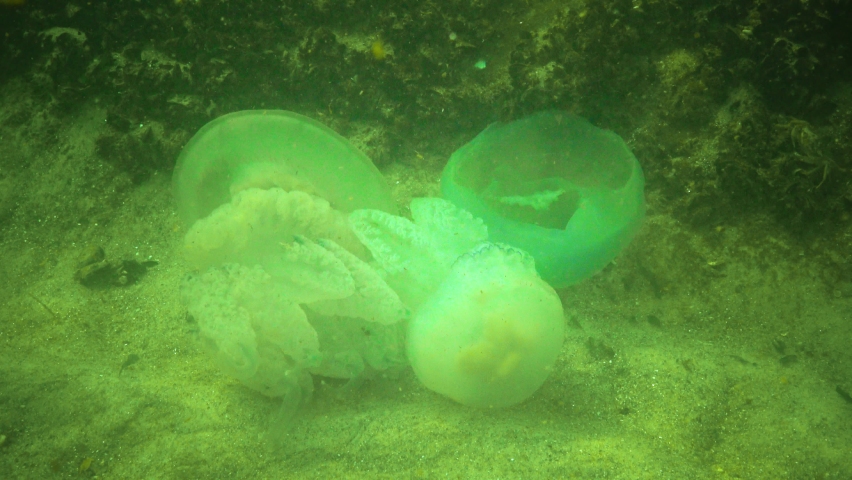 Frilly Mouthed Jellyfish Stock Video Footage - 4K and HD Video Clips ...