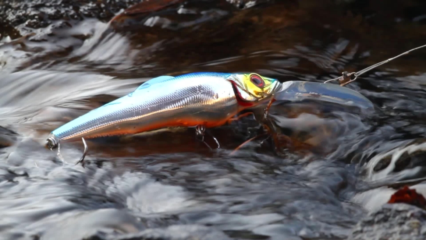 blue minnow wobbler caught lies motionless Stock Footage Video (100% ...