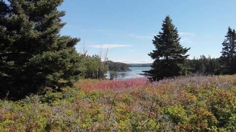 5 Bic Tree Blue Sky Stock Video Footage - 4K and HD Video Clips ...