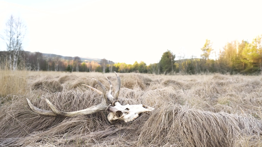 3 Deer vertebrae Stock Video Footage - 4K and HD Video Clips | Shutterstock