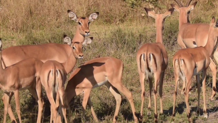 4,901 Impala Stock Video Footage - 4K and HD Video Clips | Shutterstock