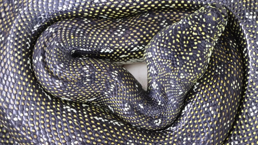 Python Egg Stock Video Footage 4k And Hd Video Clips Shutterstock