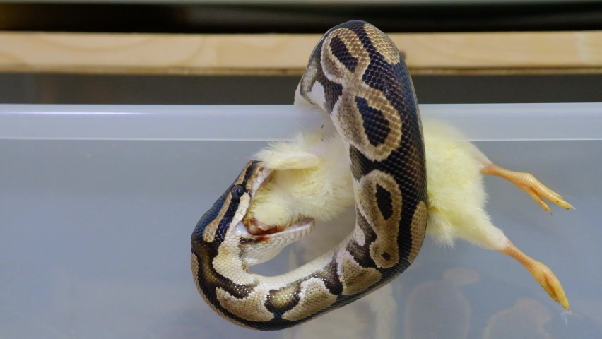 PYTHON-EATS-RAT Footage, Videos and Clips in HD and 4K - Avopix.com
