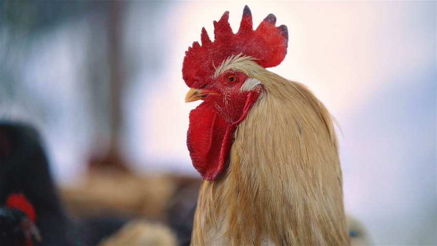 rooster crowing morning sound chicken crow Stock Footage Video (100% ...