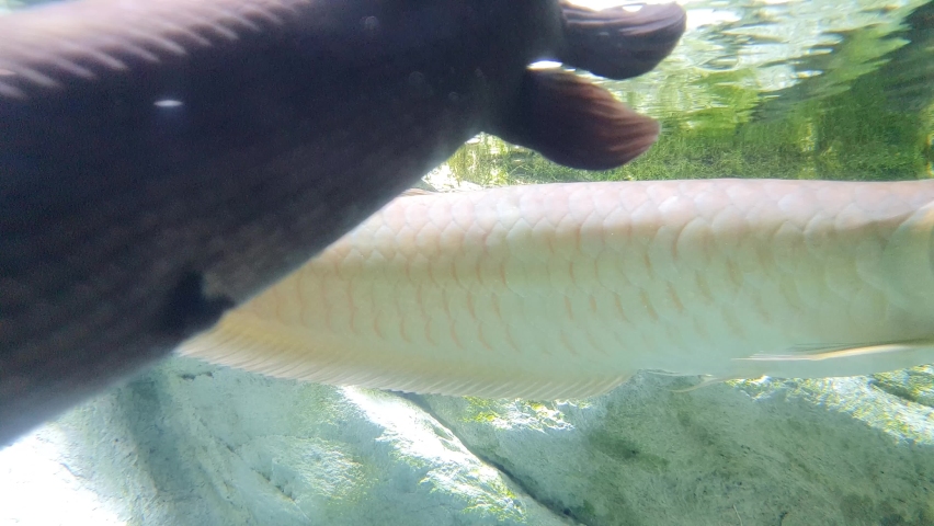 two grumpy funny-looking big fish bright Stock Footage Video (100% ...