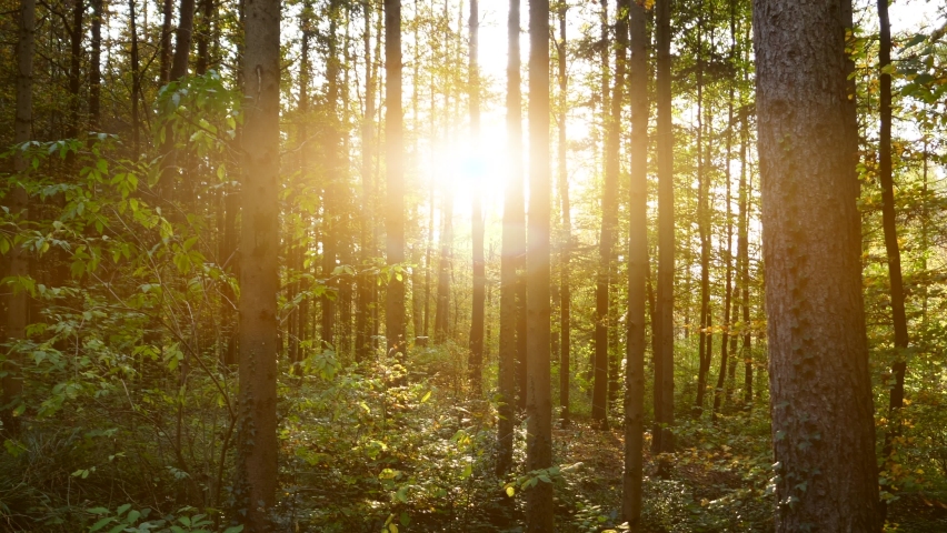 forest trees green woods nature scenery Stock Footage Video (100% ...