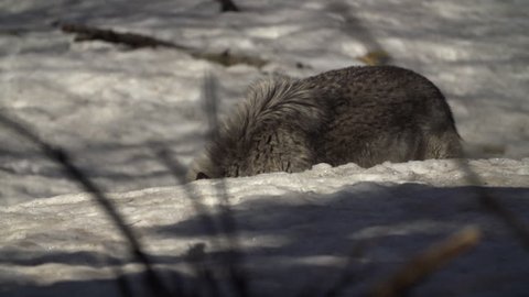 Wolf Eating Bone Slow Motion Stock Footage Video (100% Royalty-free ...