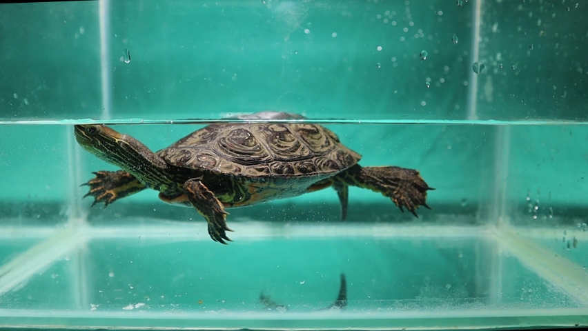 Worms Stock Video Footage - 4K and HD Video Clips | Shutterstock