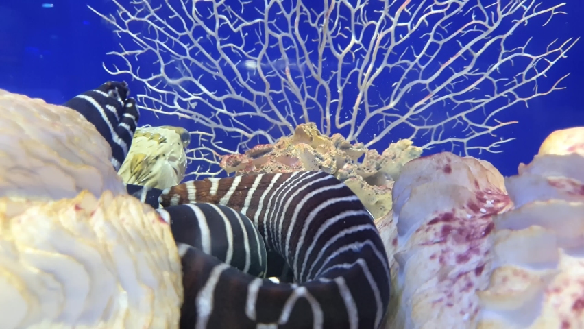 sea eels quiet prickly puffer fish Stock Footage Video (100% Royalty ...